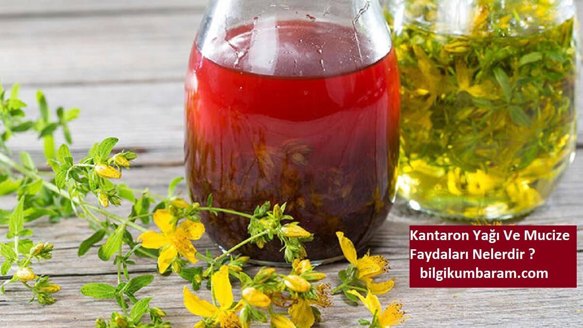 Kantaron Yağı Nedir? Faydaları Nelerdir Nasıl Kullanılır ? - BilgiKumbaram